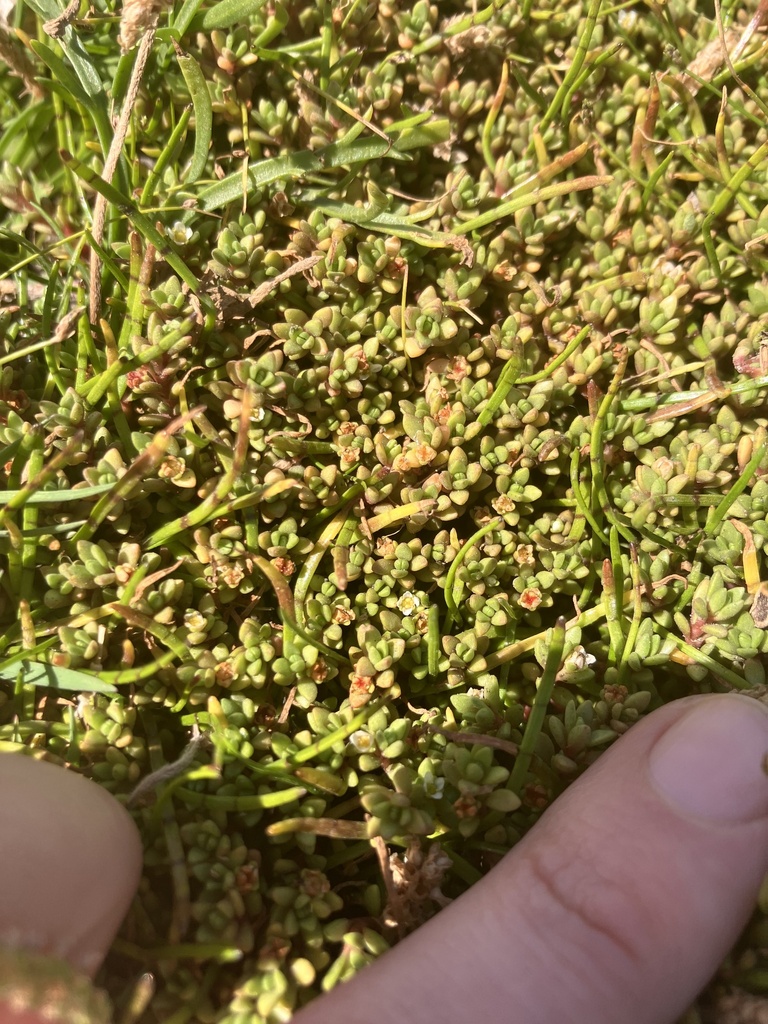 Shore Stonecrop from Kupe's Sail Rock Recreation Reserve, Pirinoa ...