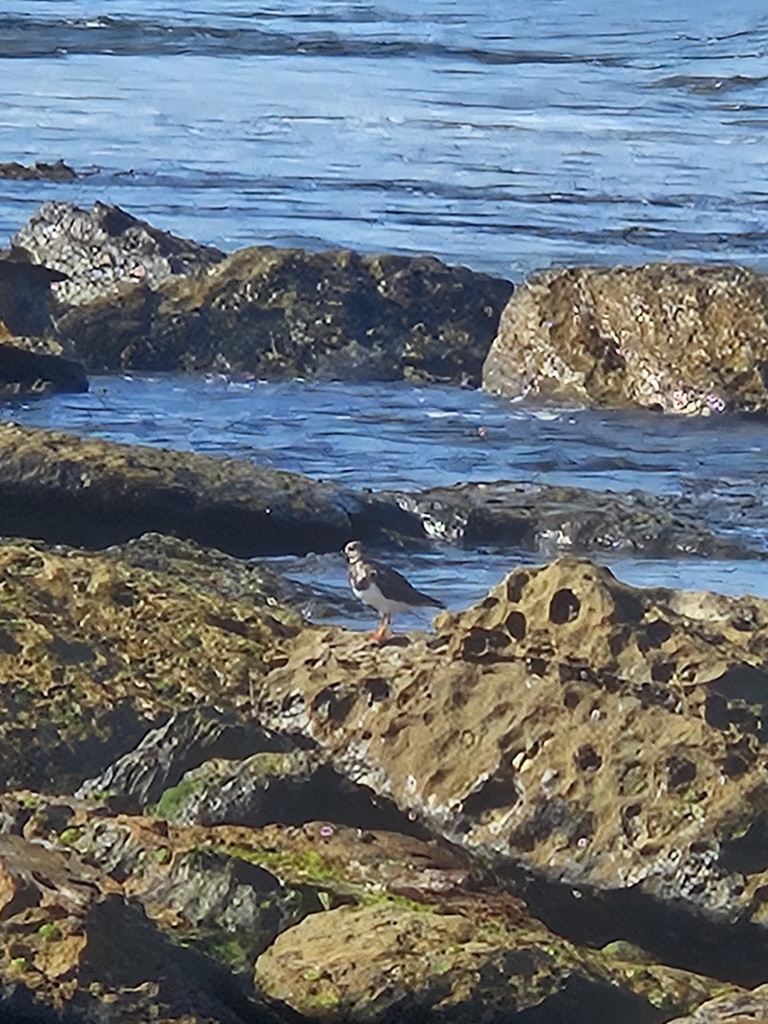 Ruddy Turnstone from Toowoon Bay NSW 2261, Australia on December 14 ...