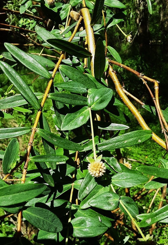 tall rice-flower from Jenolan NSW 2790, Australia on December 10, 2024 ...