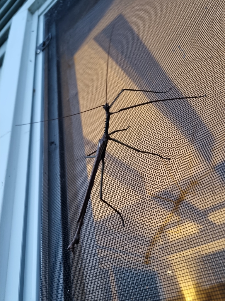 Acrophylla cookorum from Upper Rollands Plains NSW 2441, Australia on ...