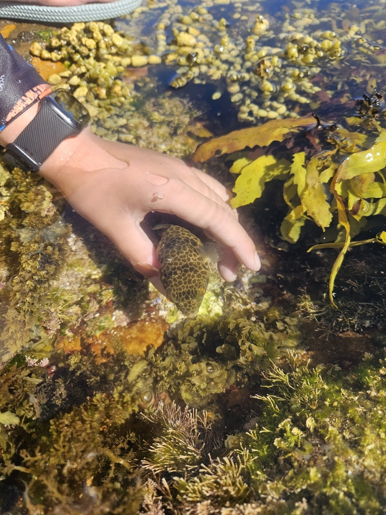 Smooth Toadfish from Toowoon Bay NSW 2261, Australia on December 14 ...