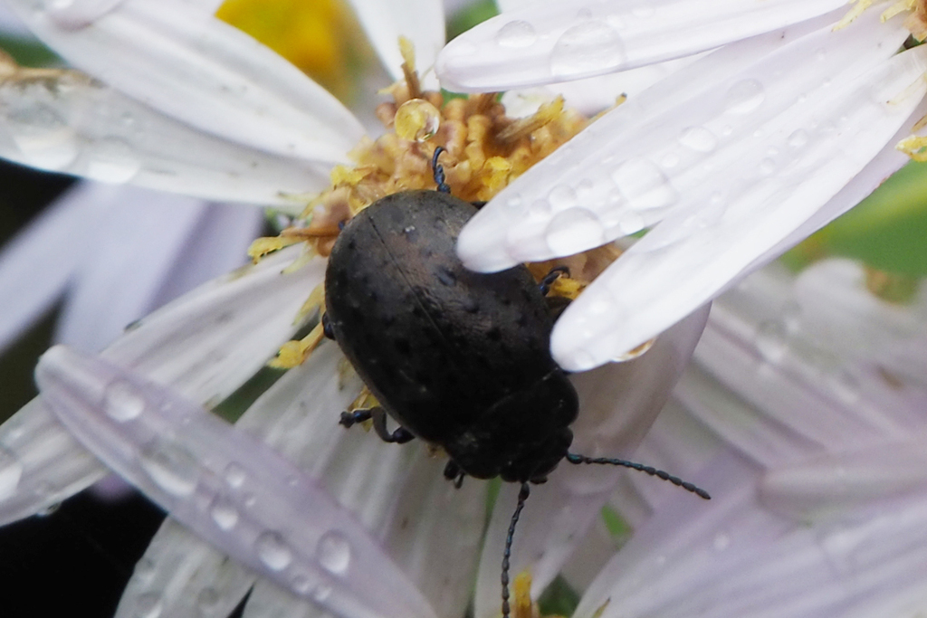 Chrysolina exanthematica from Yuguchi, Hanamaki, Iwate, 日本 on September ...