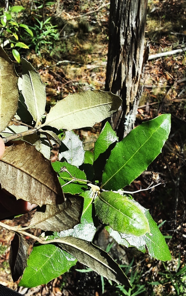 musk daisy-bush from Ganbenang NSW 2790, Australia on December 10, 2024 ...