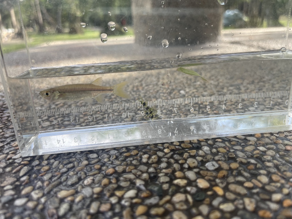 Striped Flying Barb from Tmn Rimba Kiara, Kuala Lumpur, Kuala Lumpur ...