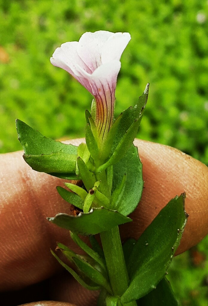Austral Brooklime from Ganbenang NSW 2790, Australia on December 10 ...