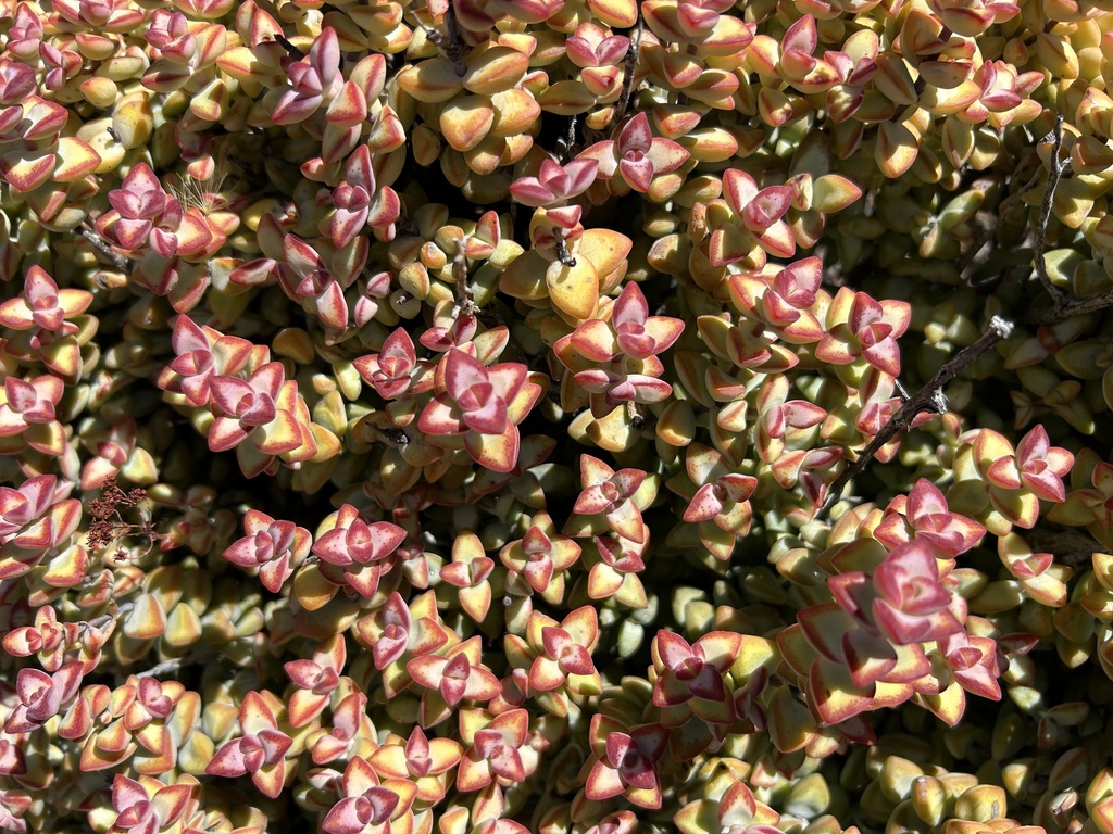 Kebab Bush from Laingsburg, 6900, South Africa on December 12, 2024 at ...