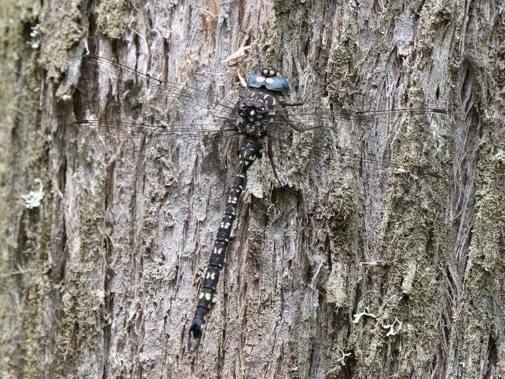 Multi-spotted Darner from South Ward, Mount Macedon, VIC, AU on ...