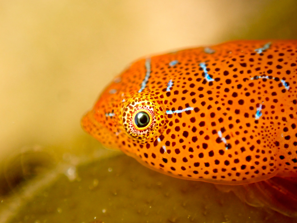 Eastern Cleaner Clingfish from Toowoon Bay NSW, Australia on December ...