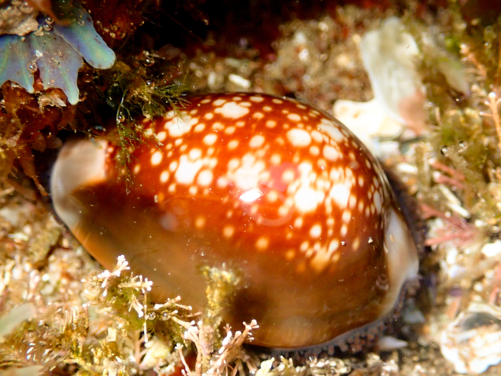 Snakehead Cowrie from Toowoon Bay NSW, Australia on December 14, 2024 ...