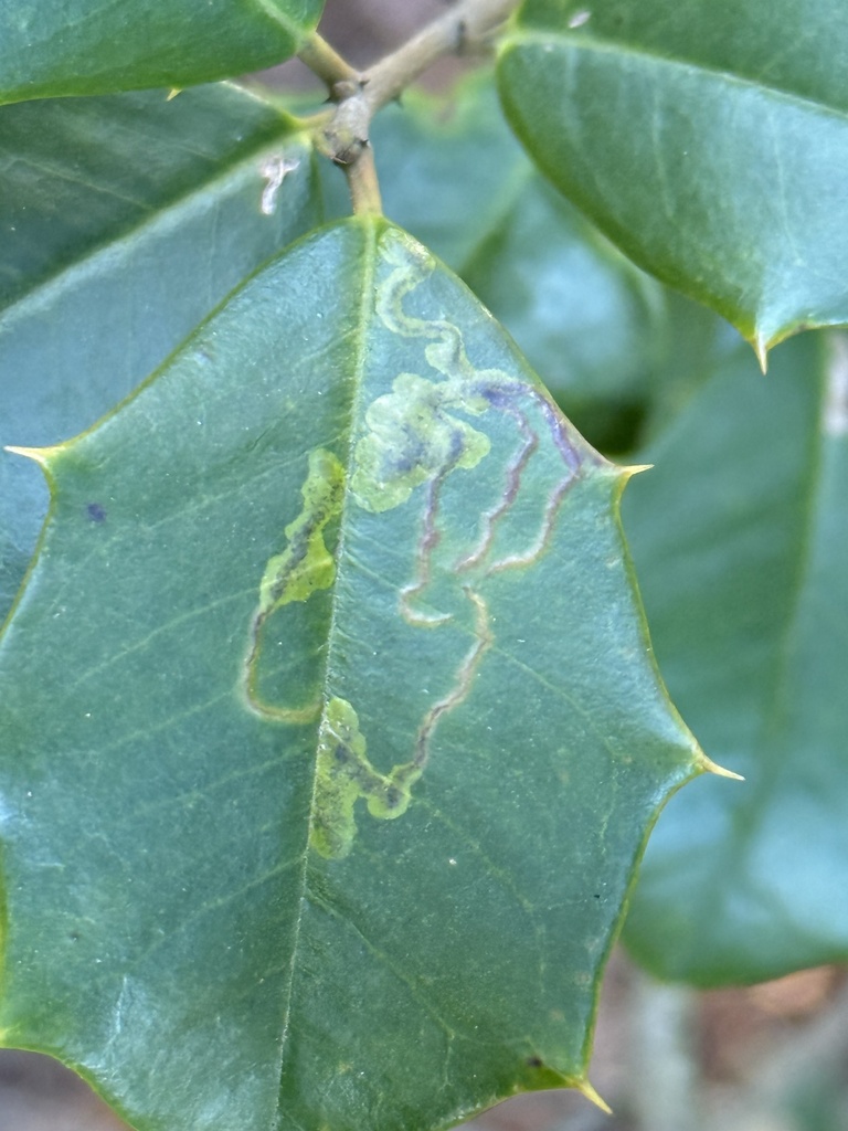 Native Holly Leafminer from Pocahontas State Park, Chesterfield, VA, US ...