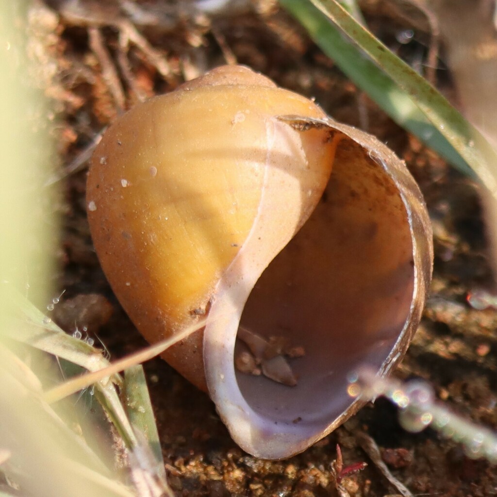 Asian Apple Snails from Madhipur, Odisha 751002, India on December 14 ...