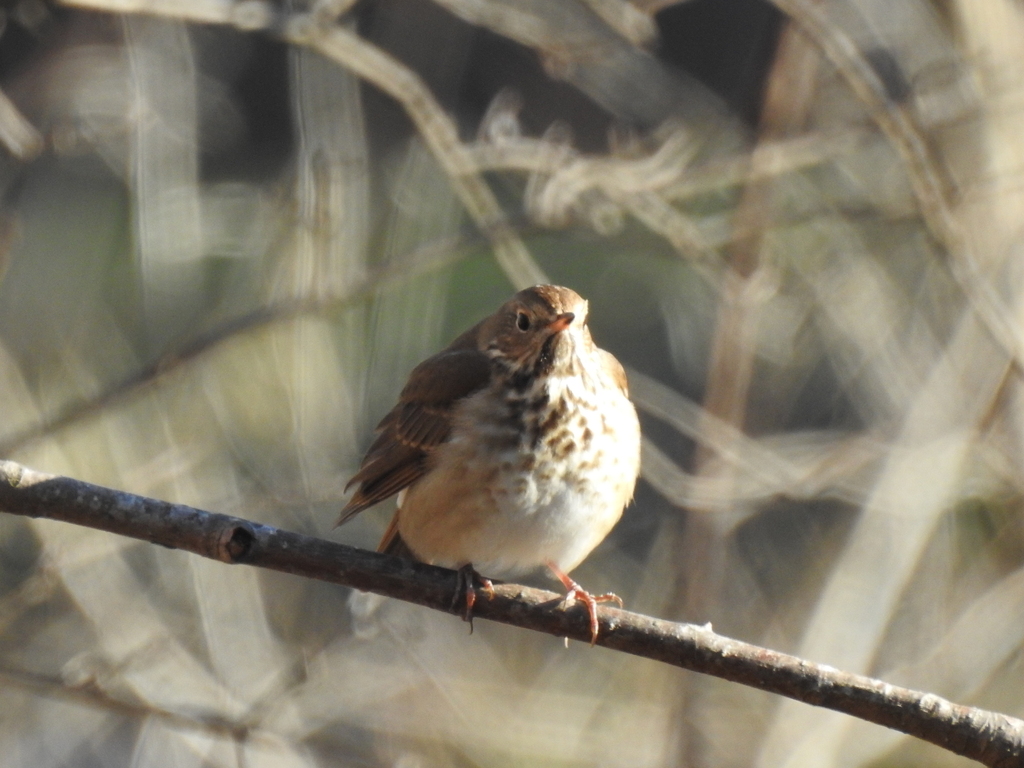 Hermit Thrush from Madison County, VA, USA on December 2, 2024 at 09:30 ...