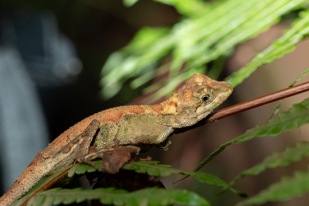 Diploderma polygonatum polygonatum in August 2016 by 丸善斯基 · iNaturalist