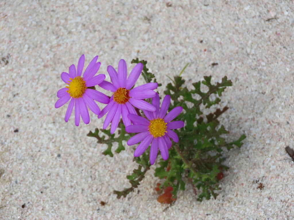 Red-purple Ragwort from Agulhas, Overberg District Municipality, South ...
