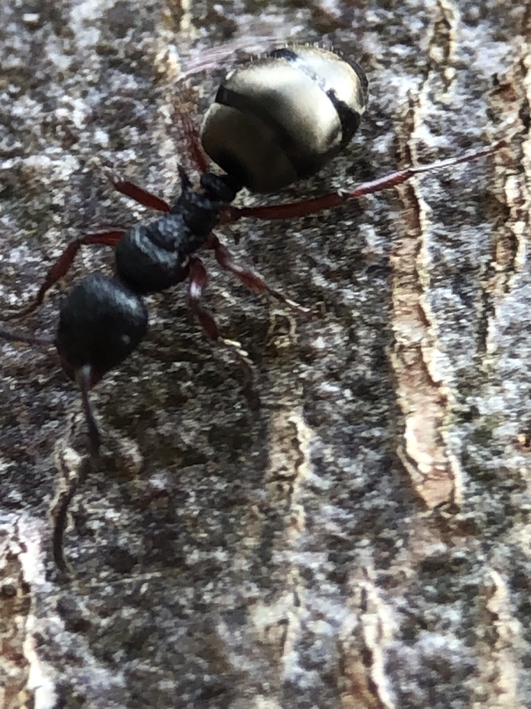 Dolichoderus scabridus from Mount Osmond Rd, Mount Osmond, SA, AU on ...