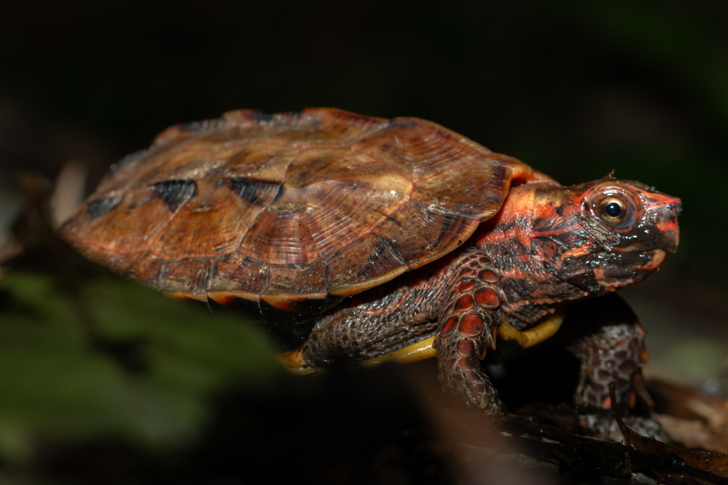 Ryukyu black-breasted leaf turtle in August 2016 by 丸善斯基 · iNaturalist
