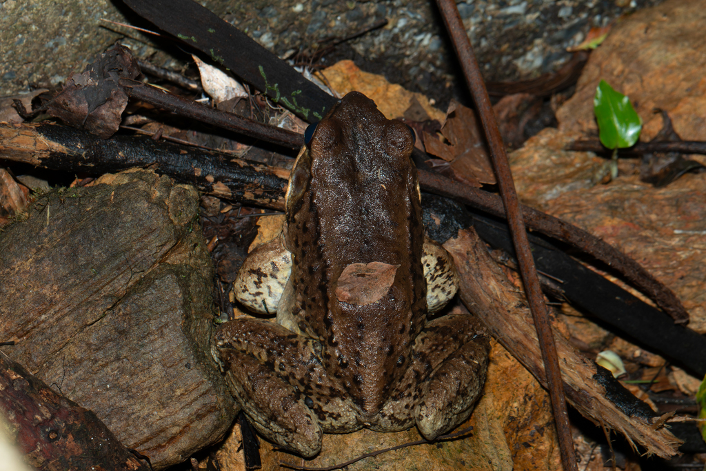 Holst's Frog in August 2016 by 丸善斯基 · iNaturalist