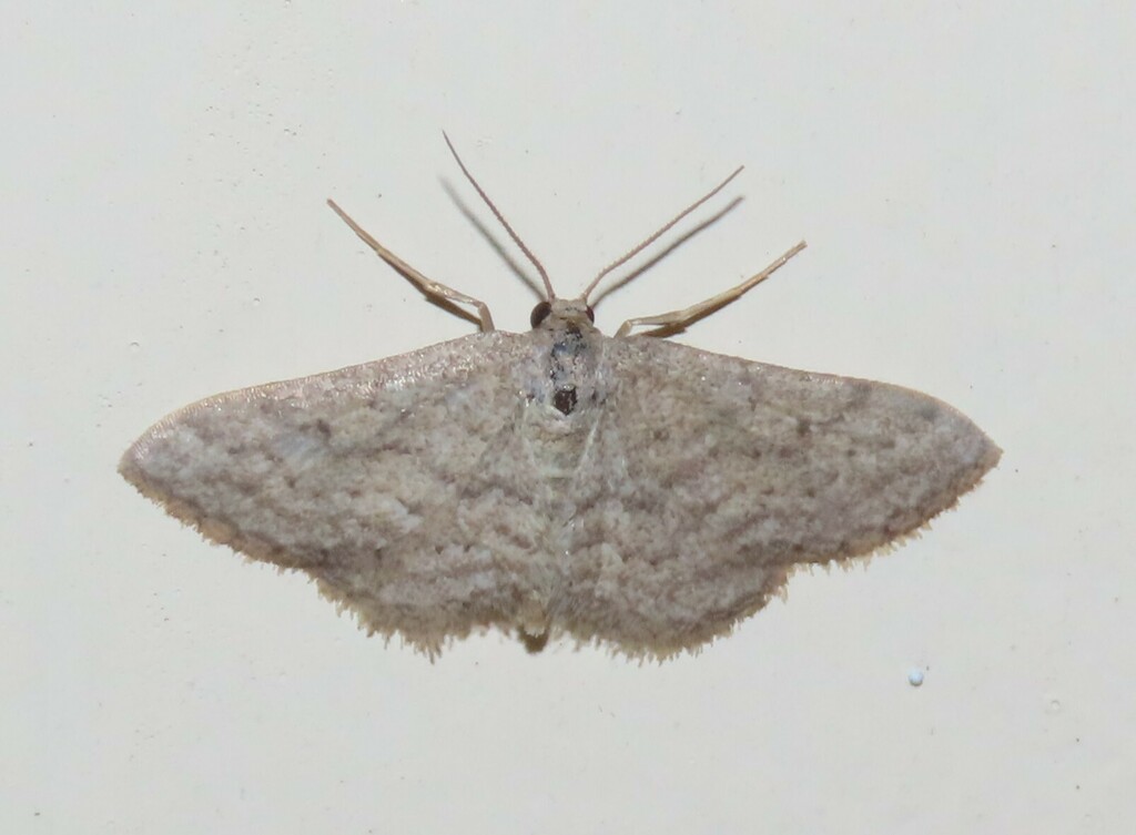 Drab Brown Wave from Alamo Country Club, Alamo TX on December 14, 2024 ...