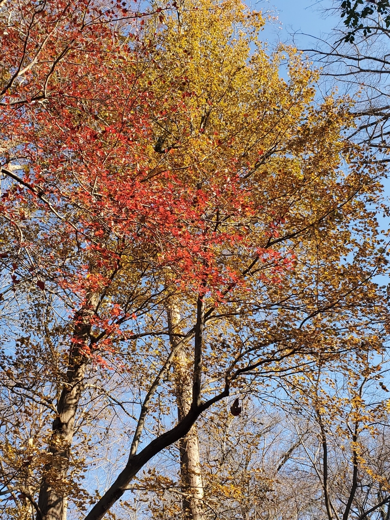 red maple from Greenville, NC, USA on December 14, 2024 at 09:23 AM by ...