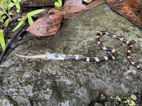 Forest Flame Snake (Oxyrhopus petolarius) - Snakes and Lizards