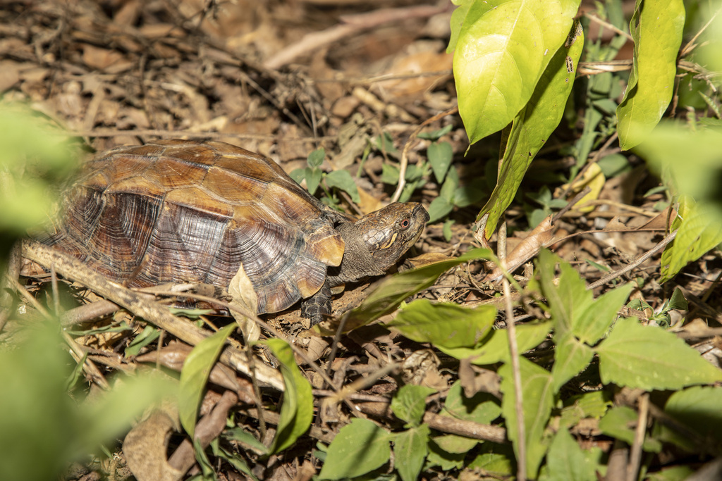 Jagged-shelled Turtle in November 2024 by Luan Mai Sy · iNaturalist