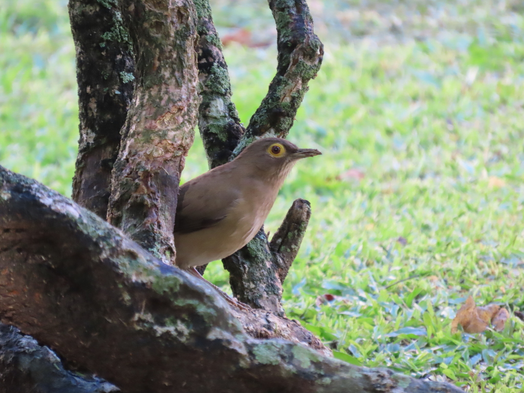 Spectacled Thrush from Crown Point, Trinidad and Tobago on December 1 ...