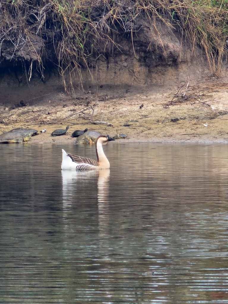 Domestic Swan Goose from CORP CHRISTI, TX 78412, USA on December 14 ...