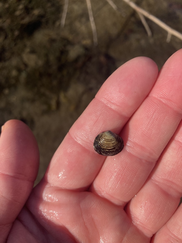 Purple-Nacre Clam from Georgetown, TX, US on December 14, 2024 at 10:15 ...