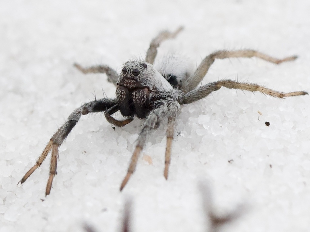 McCrone's Burrowing Wolf Spider from Sebring, FL, US on December 14 ...