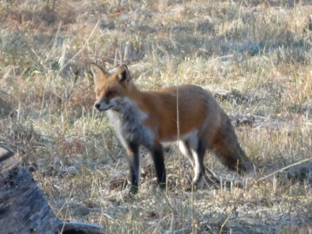 Red Fox from Delaware County, PA, USA on December 14, 2024 at 10:00 AM ...