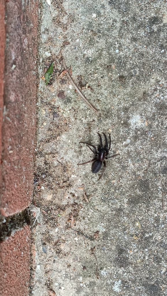 Tube-dwelling Spider from Southampton, UK on August 26, 2024 at 11:59 ...