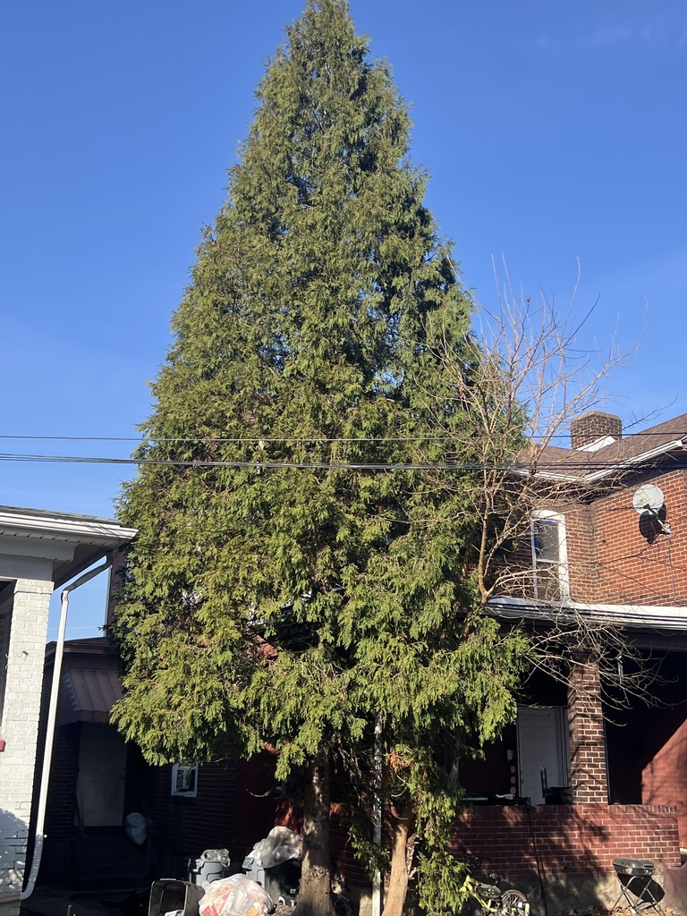 dawn redwood from Frick Park, Homestead, PA, US on December 14, 2024 at ...