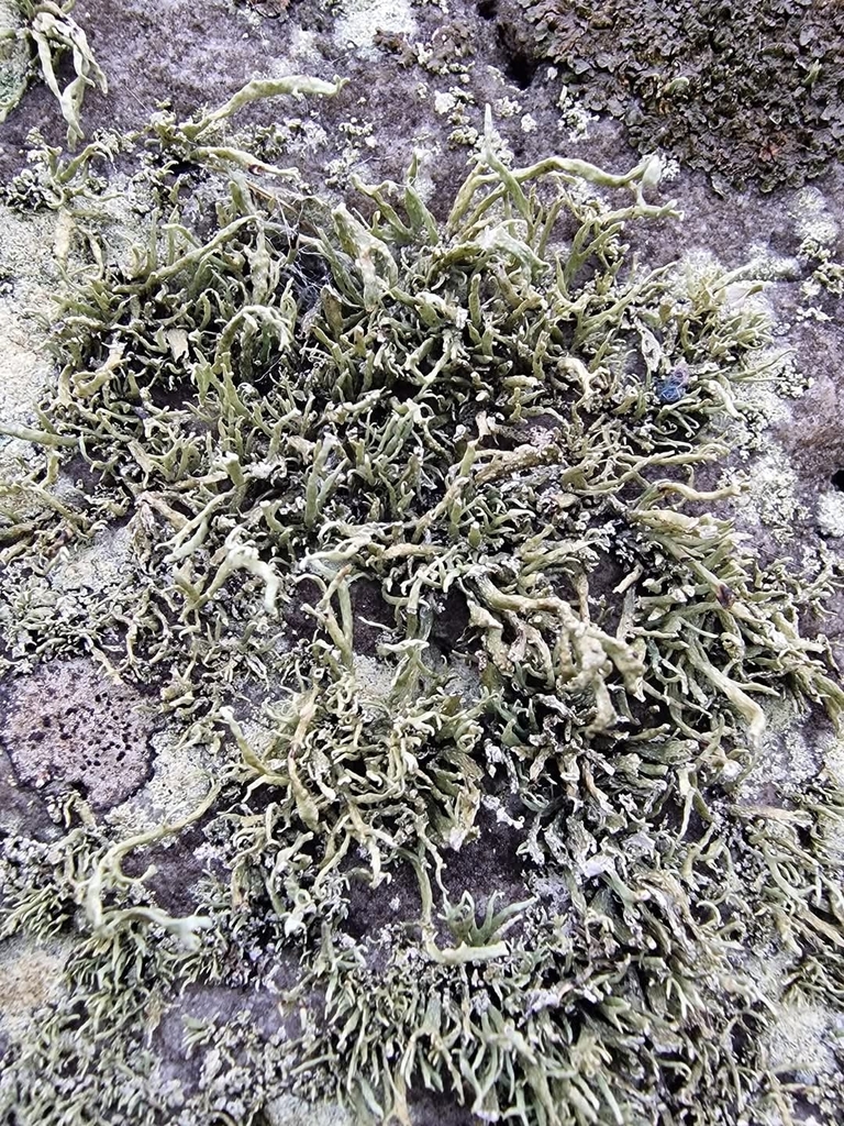 Sea Ivory from West Kennett, Marlborough SN8 1QH, UK on December 12 ...