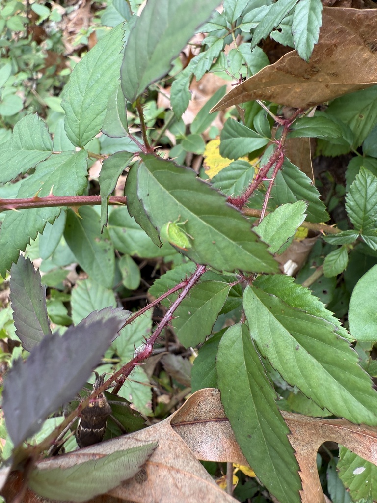 Three-cornered Alfalfa Hopper from Highland Rd, Baton Rouge, LA, US on ...