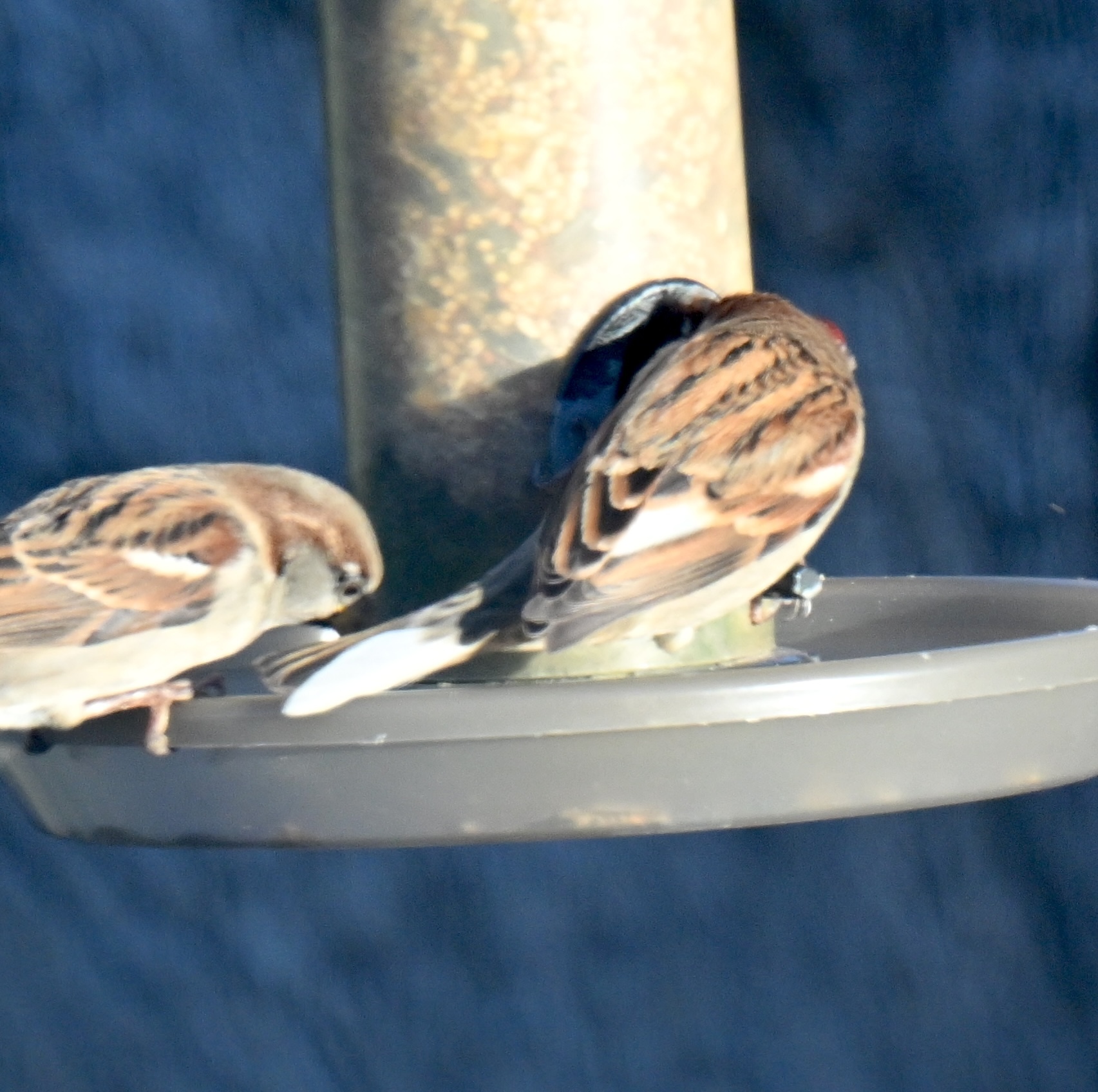 Albino Feathered House Sparrow Life Span's Journal · iNaturalist