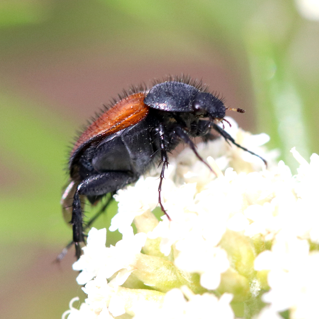 Washing Beetle from Ballarat VIC, Australia on December 14, 2024 at 05: ...
