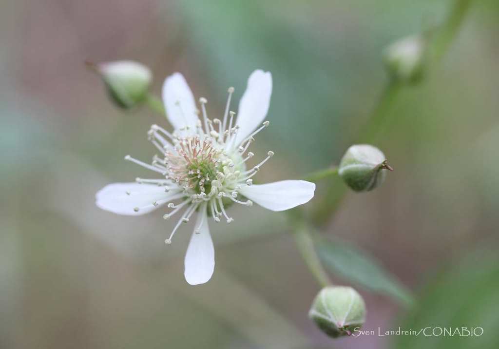 (Rubus humistratus) - Botanical Realm