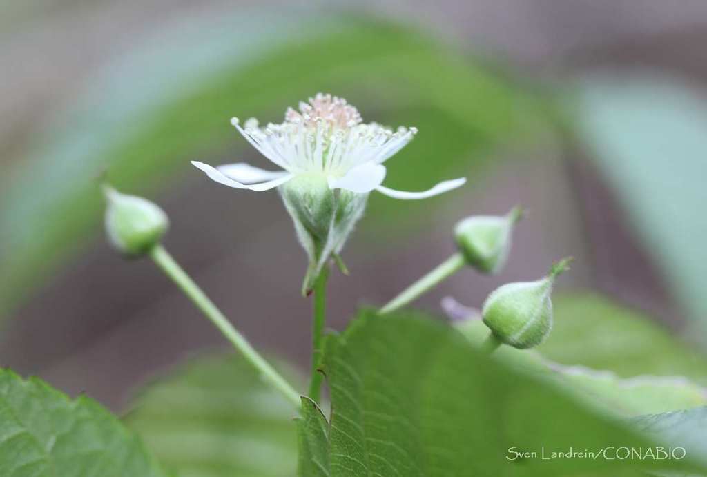 (Rubus humistratus) - Botanical Realm