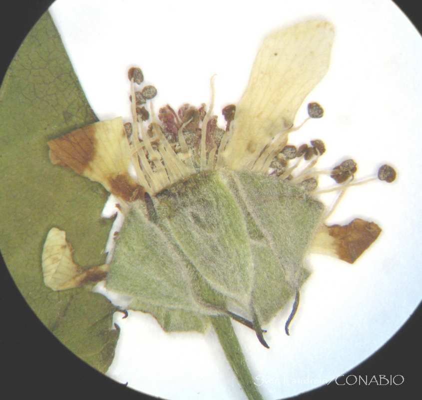 (Rubus humistratus) - Botanical Realm