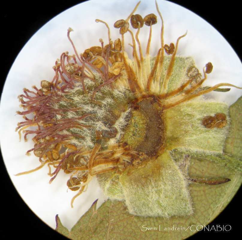 (Rubus humistratus) - Botanical Realm