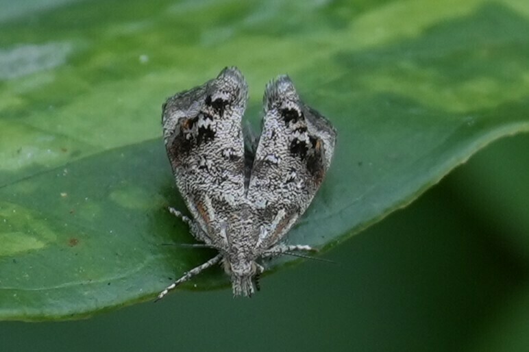 Tebenna carduiella from South Baton Rouge, Baton Rouge, LA, USA on ...