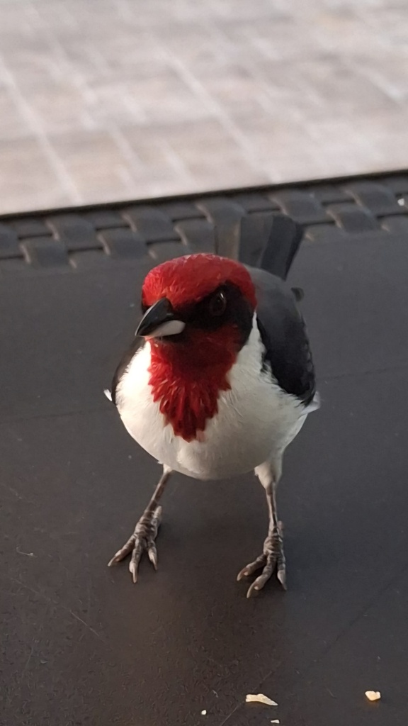 Masked Cardinal from Villanueva, Casanare, Colombia on December 14 ...