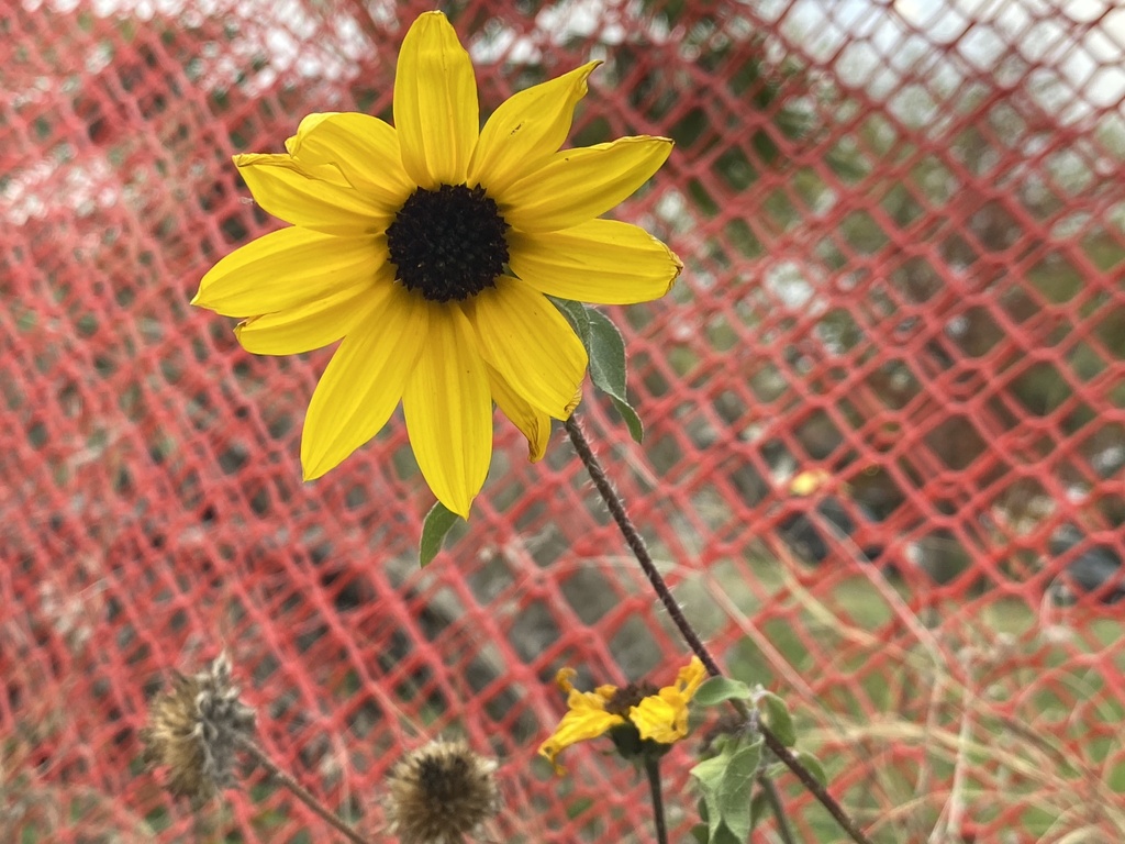 Common Sunflower from W 30th St, Austin, TX, US on December 14, 2024 at ...