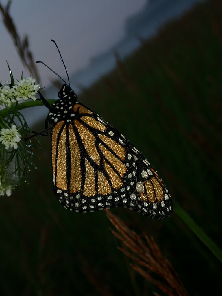 Migratory Monarch in July 2024 by Angus Mossman. In weedy hayfield ...