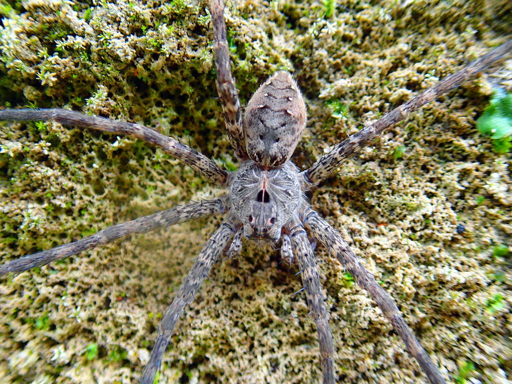 Fishing Spiders from Barton Hills, Austin, TX, EE. UU. on July 10, 2016 ...