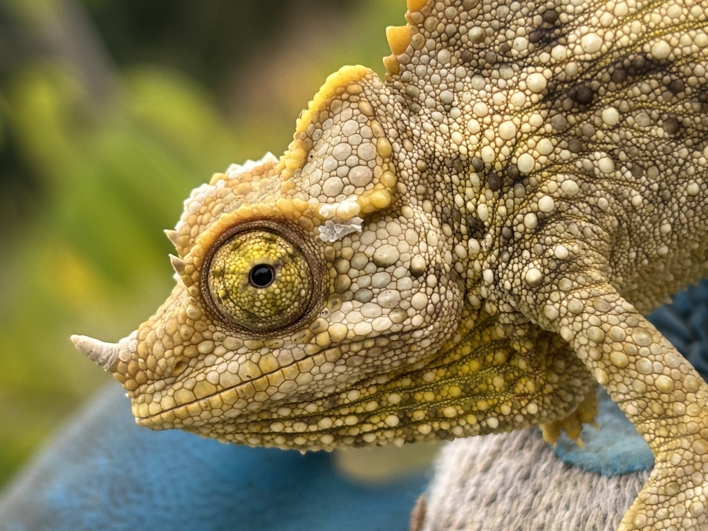 Jackson's Chameleon from Hawaiʻi, Captain Cook, HI, US on December 14 ...