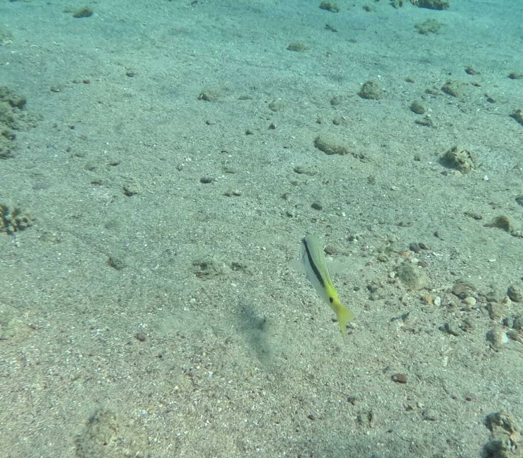 Red Sea Goatfish from שמורת החוף הדרומי באילת, ישראל on December 11 ...