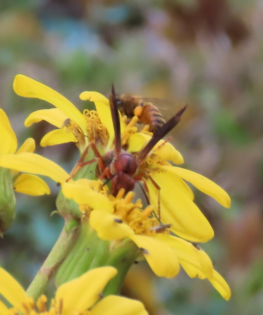 Metric Paper Wasp from Missouri City, TX, USA on December 14, 2024 at ...