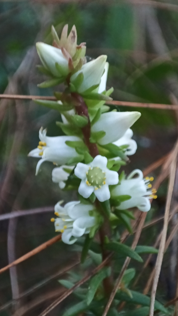 Villadia diffusa from 71117 Oax., México on December 14, 2024 at 04:54 ...