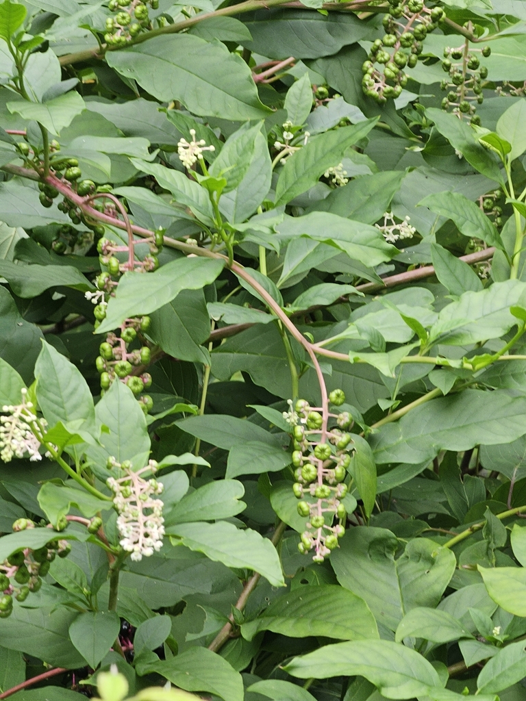 American pokeweed from Mexico, NY, USA on September 2, 2024 at 08:53 AM ...